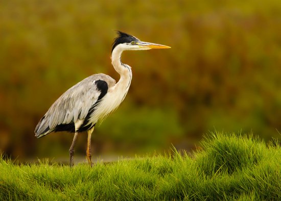 RED ECOLOGICA PORTUGUESA: INFORMACIÓN SOBRE LA GARZA CUCA.