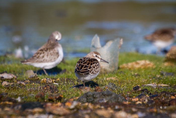 Whimbrel Nature: The Secret Lives Of Peeps