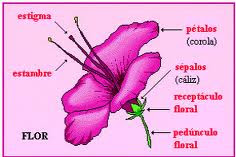 BIOLOGIA: LA FLOR