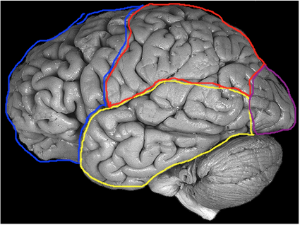 Atlas de neuroanatomía: CORTEZA CEREBRAL (NEOCORTEZA)