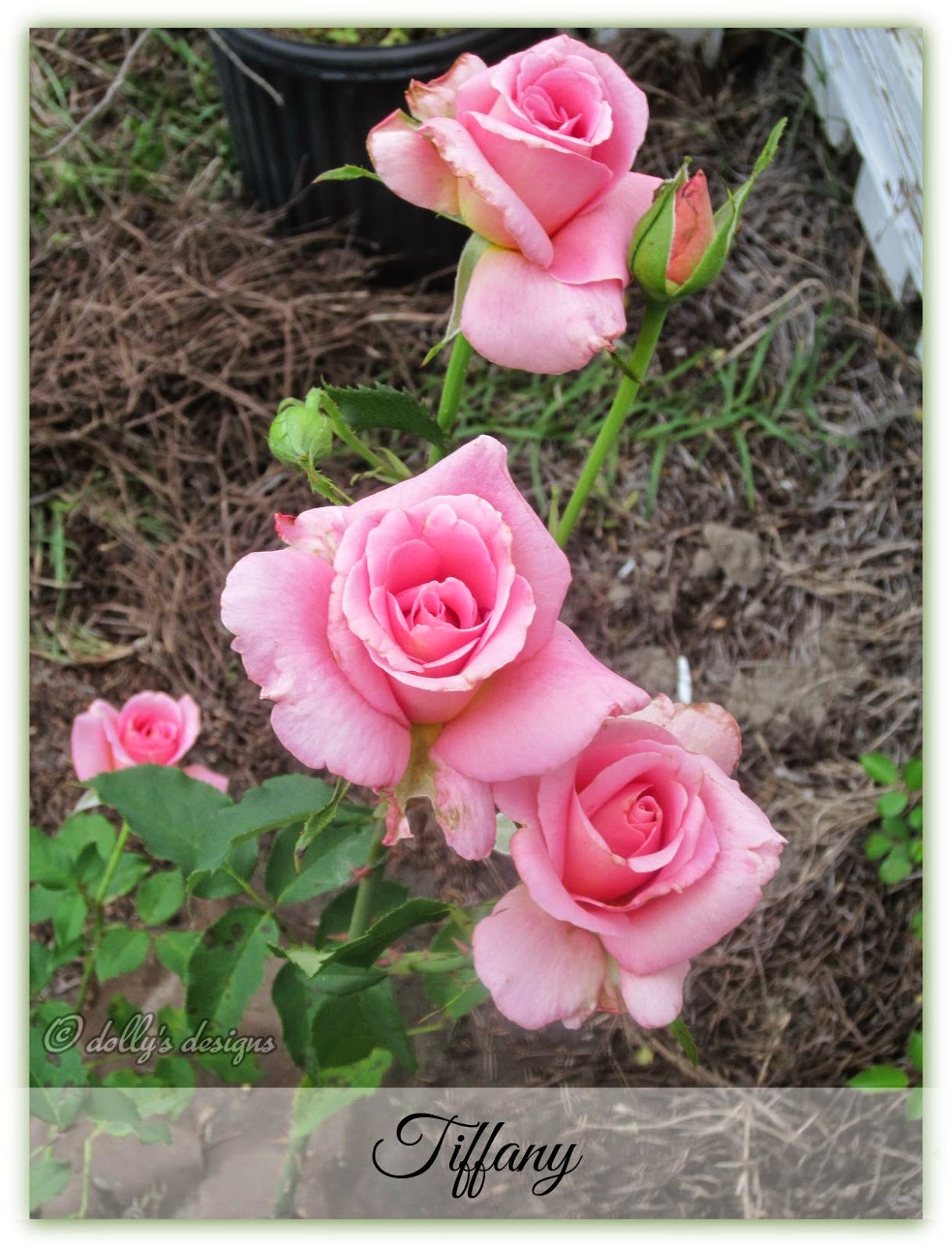 Hibiscus House: Authentic Haven Brand Moo Poo Tea & Hibiscus House Roses