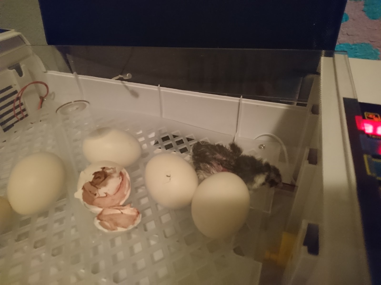 Sobrevivira mi pollito recien nacido.