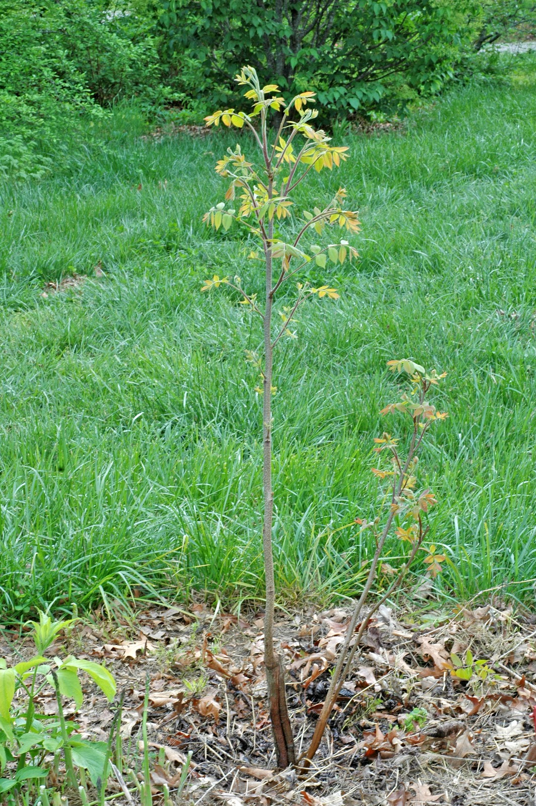 Northern Pecans: 3-flap grafting pecan trees