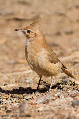 mis fotos de aves: Furnarius cristatus Hornerito Copetón Crested Hornero