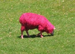 Life in the Land of the Long White Cloud: Pink sheep, people, hot pink ...