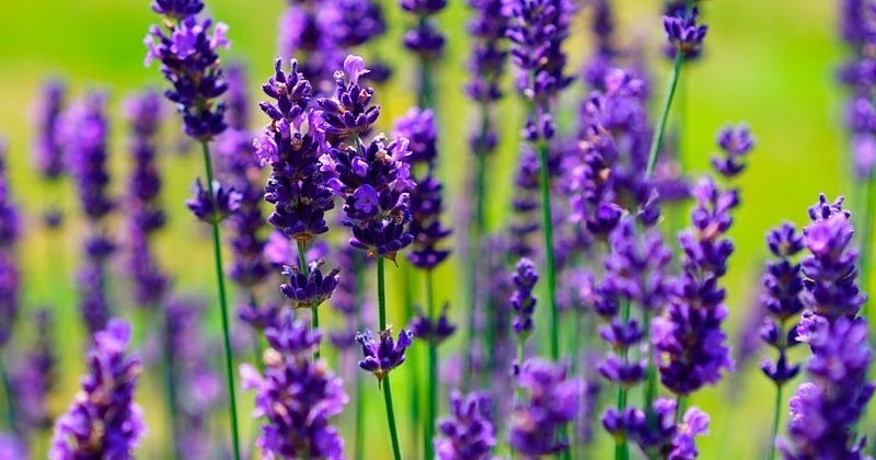 Lavanda, regalo de la naturaleza, te sorprenderás todo lo que puede ...