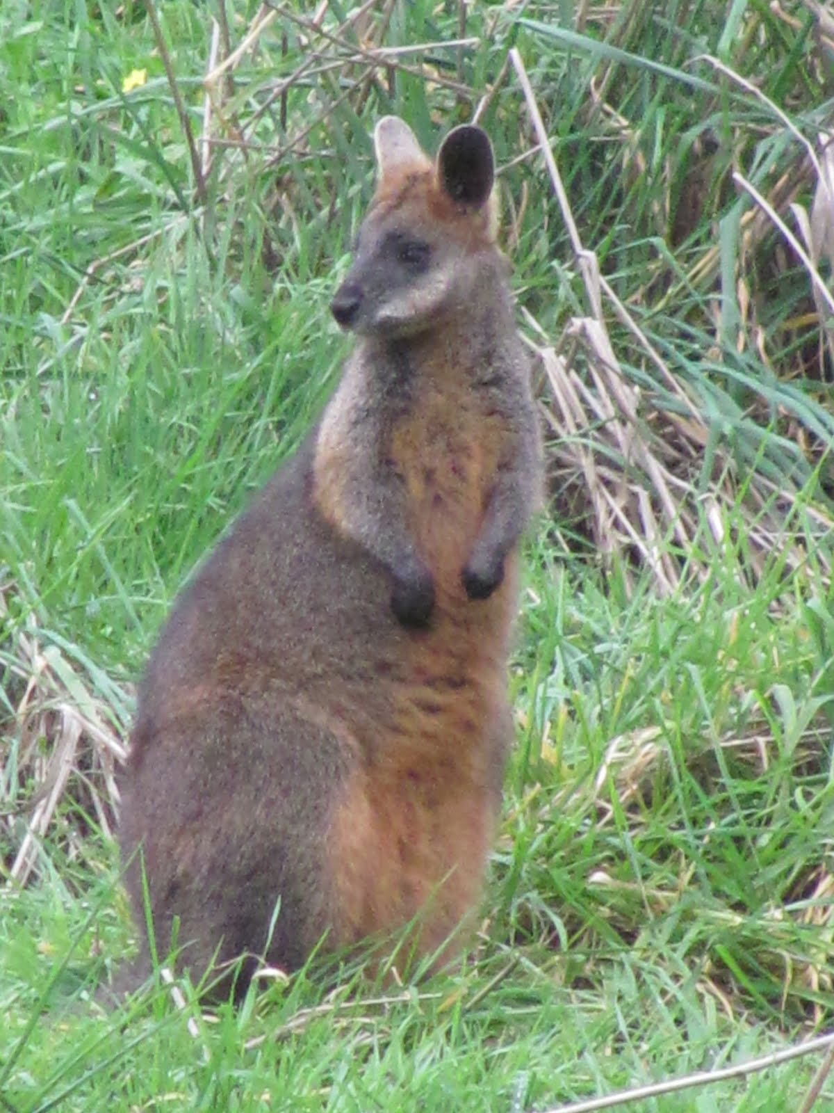 Barwon Blog: Wallaby tails and riding trails