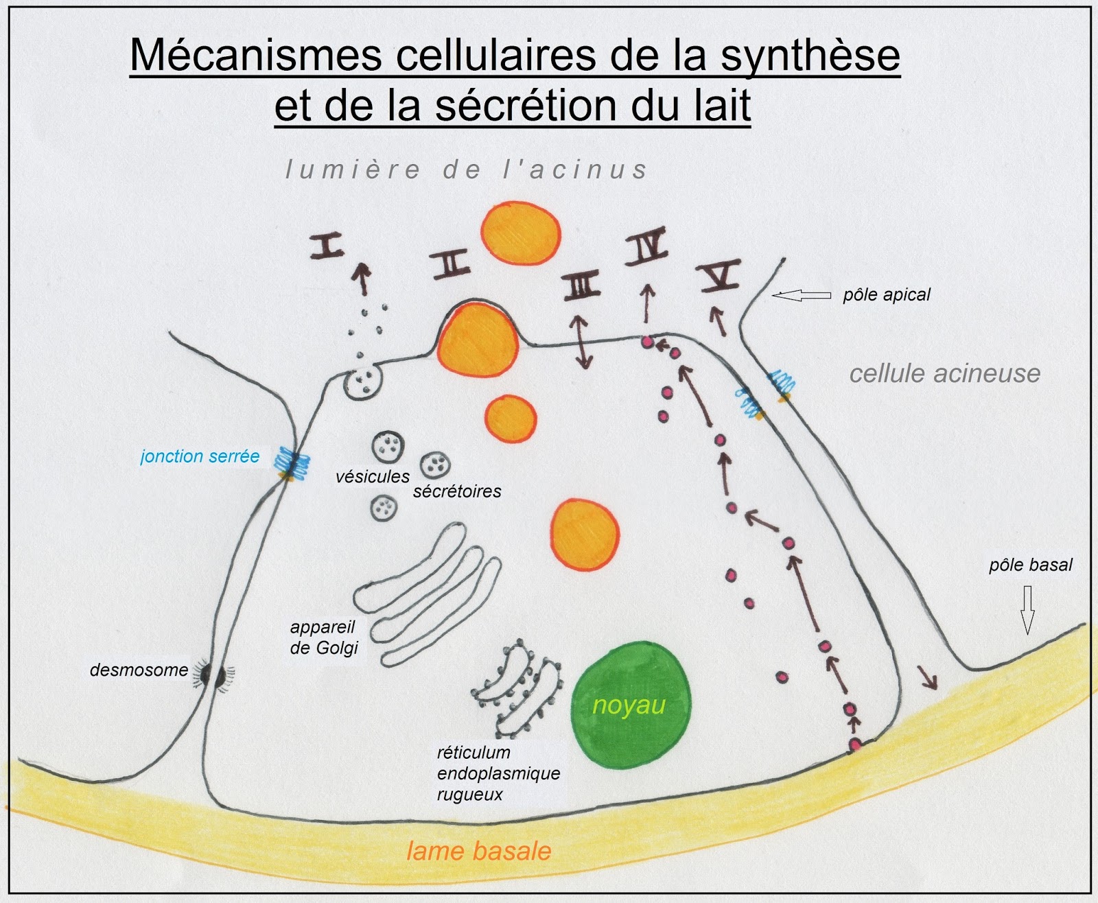 Secretion - JungleKey.fr Image