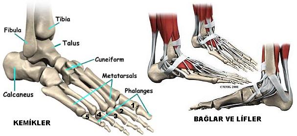 Ayak Burkulması ve Tedavisi ~ Sağlık Blogspot Sitesi