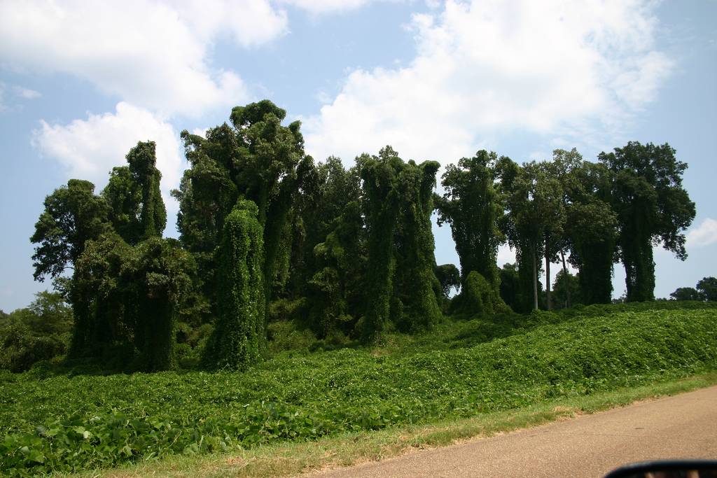 The Day of the Kudzu ~ Kuriositas