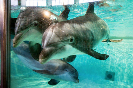 ENSIO OLUT : MITÄ TEHDÄ SÄRKÄNNIEMEN DELFIINEILLE