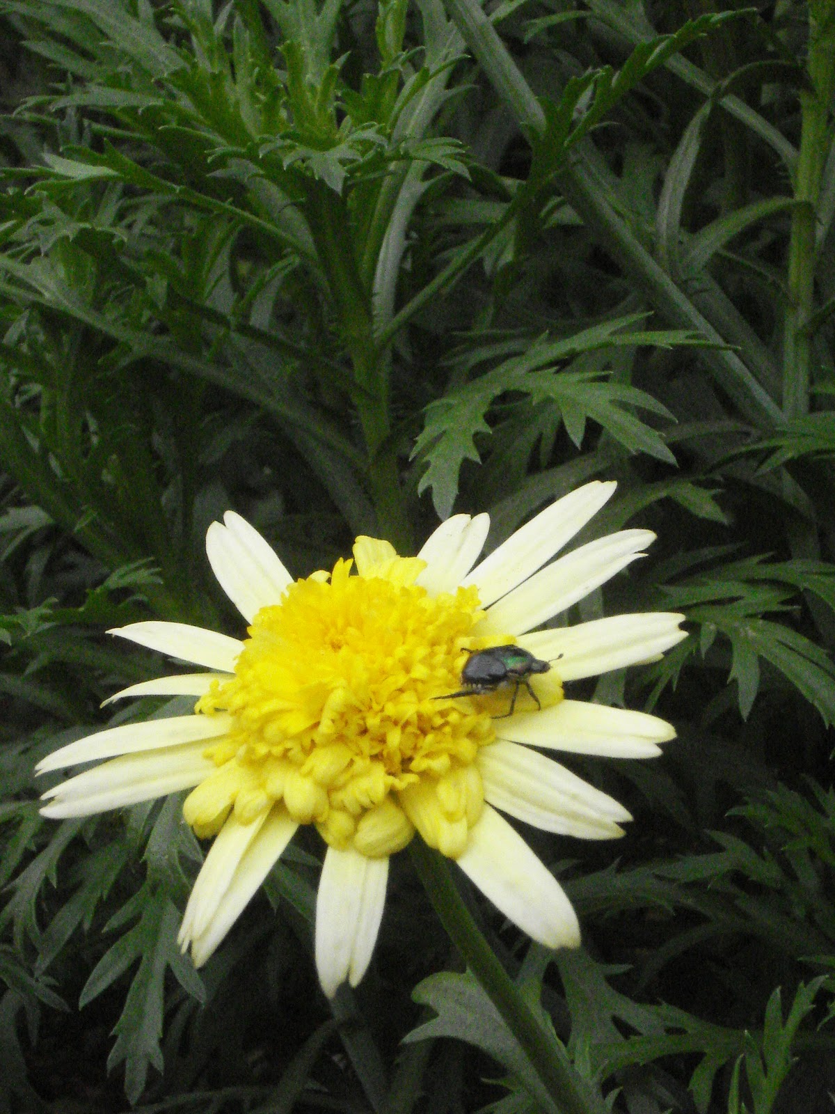 DK CELLULER,RIKILLAGASKADA: deliya flowers