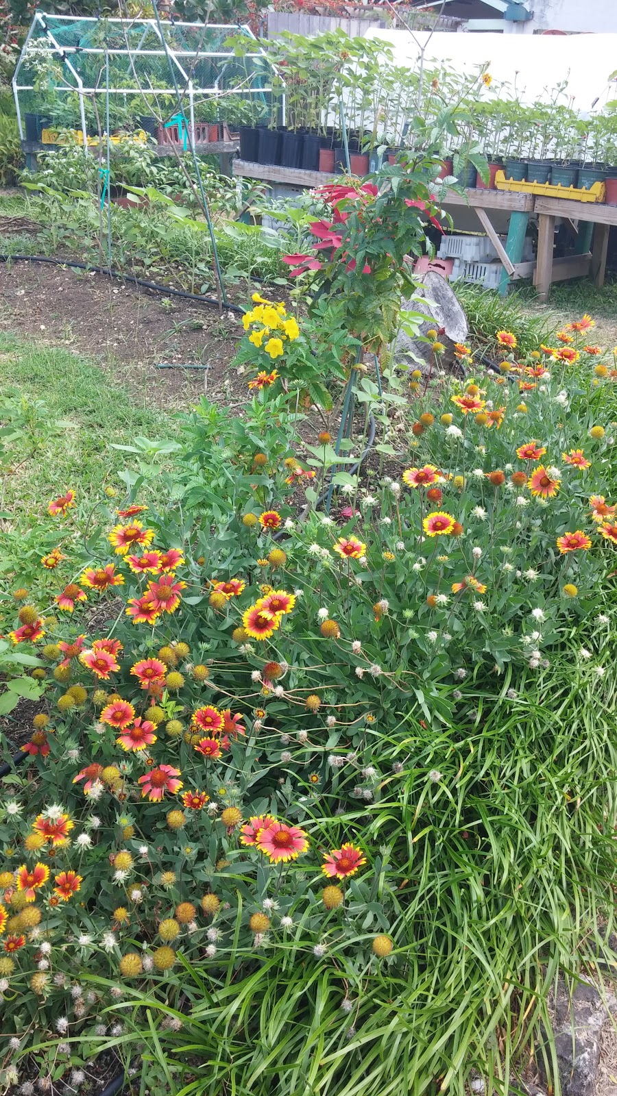 my rustic bajan garden: Garden Bloggers Bloom Day Feburary 2018