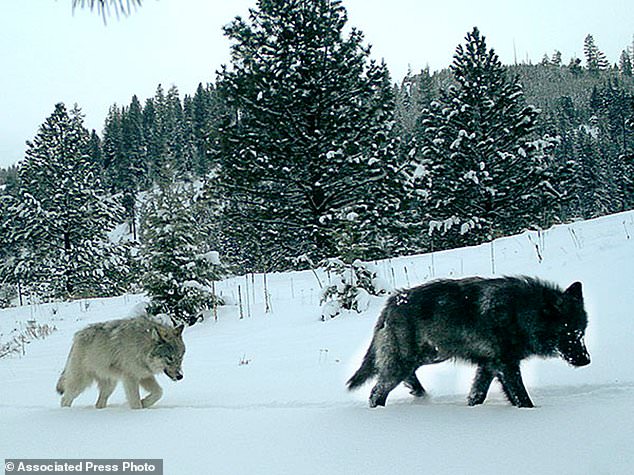 White Wolf : Wolves continue comeback in Oregon after eradication