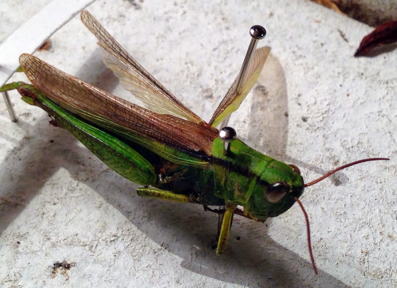 Hedge Finders: To collect but not to kill.