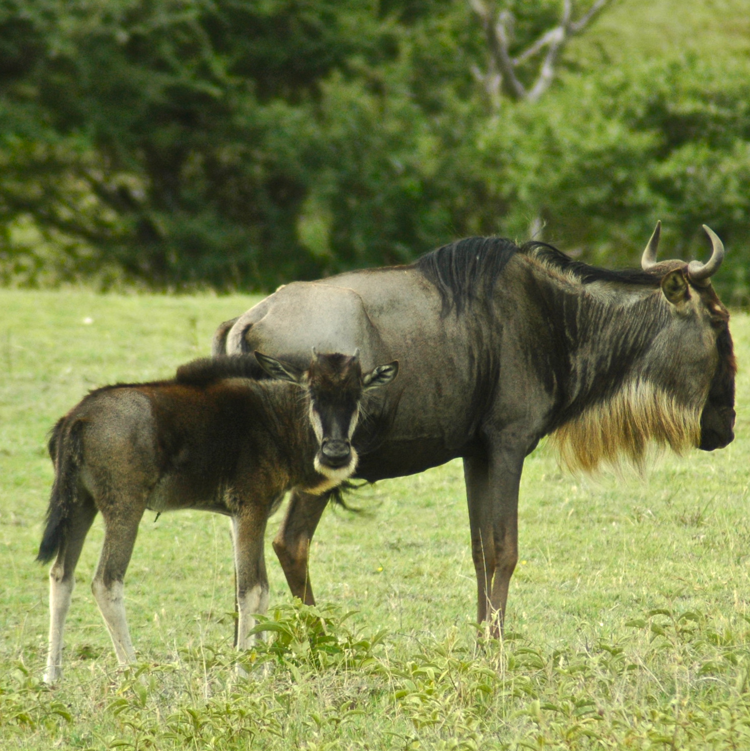 Safari Ecology: Why Are There So Many Wildebeest Compared to Other ...
