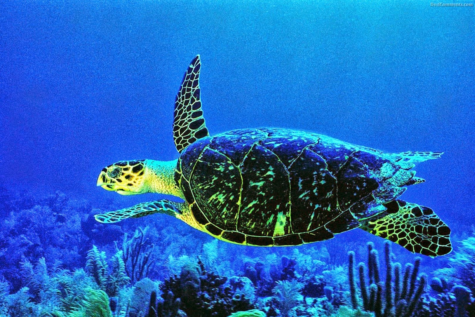 Sea Turtle - HD Wallpapers | Earth Blog