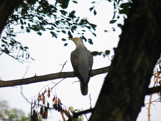 PASARI DIN ROMANIA: CUCUL (2), Cuculus canorus