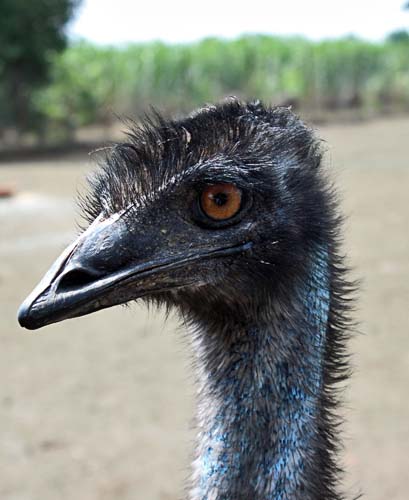 Stock Pictures: Emu the bird