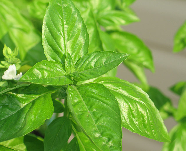 Southern Cooking: Ms Sweet Basil