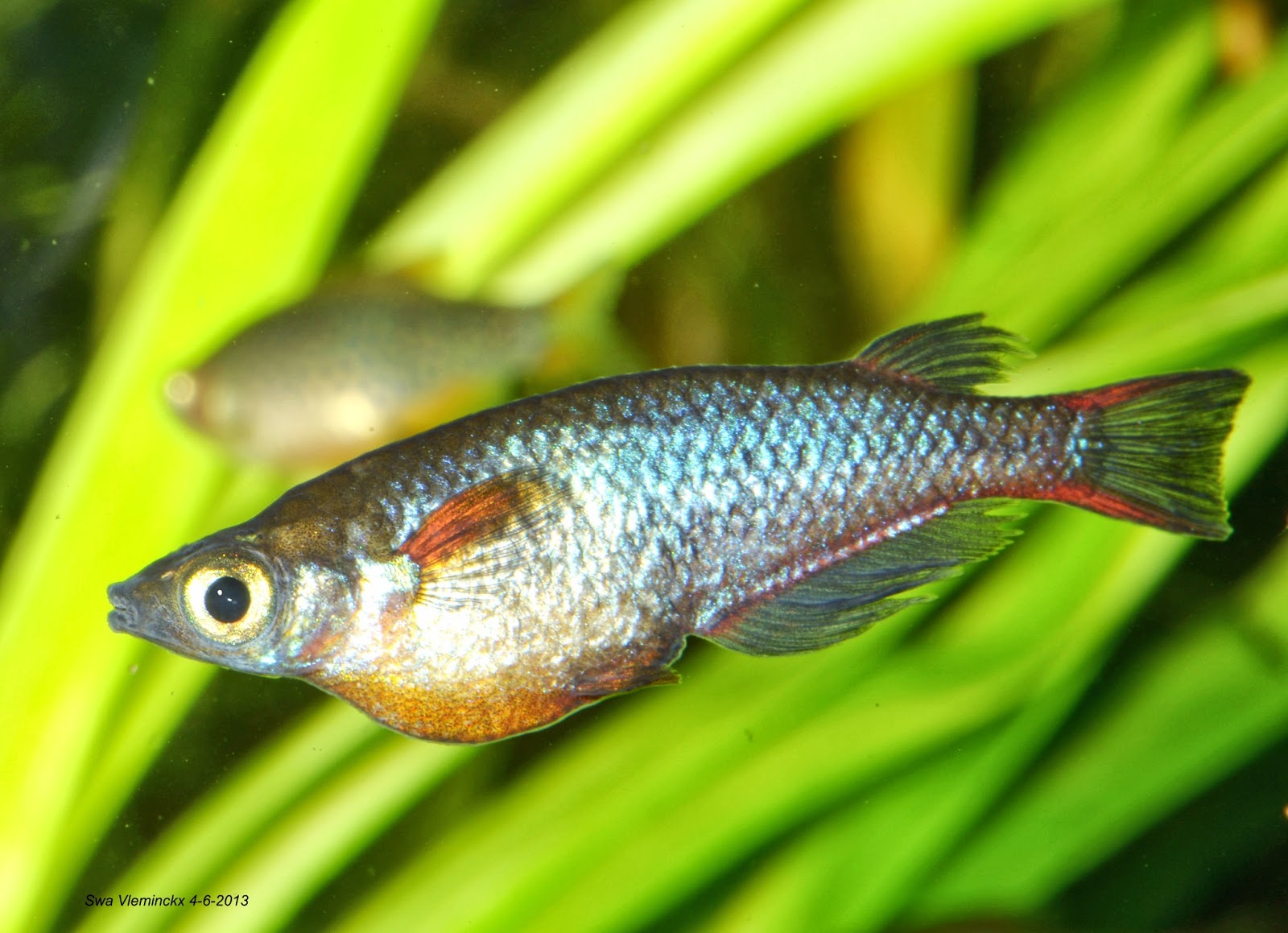 Studio Kwaak: Oryzias woworae