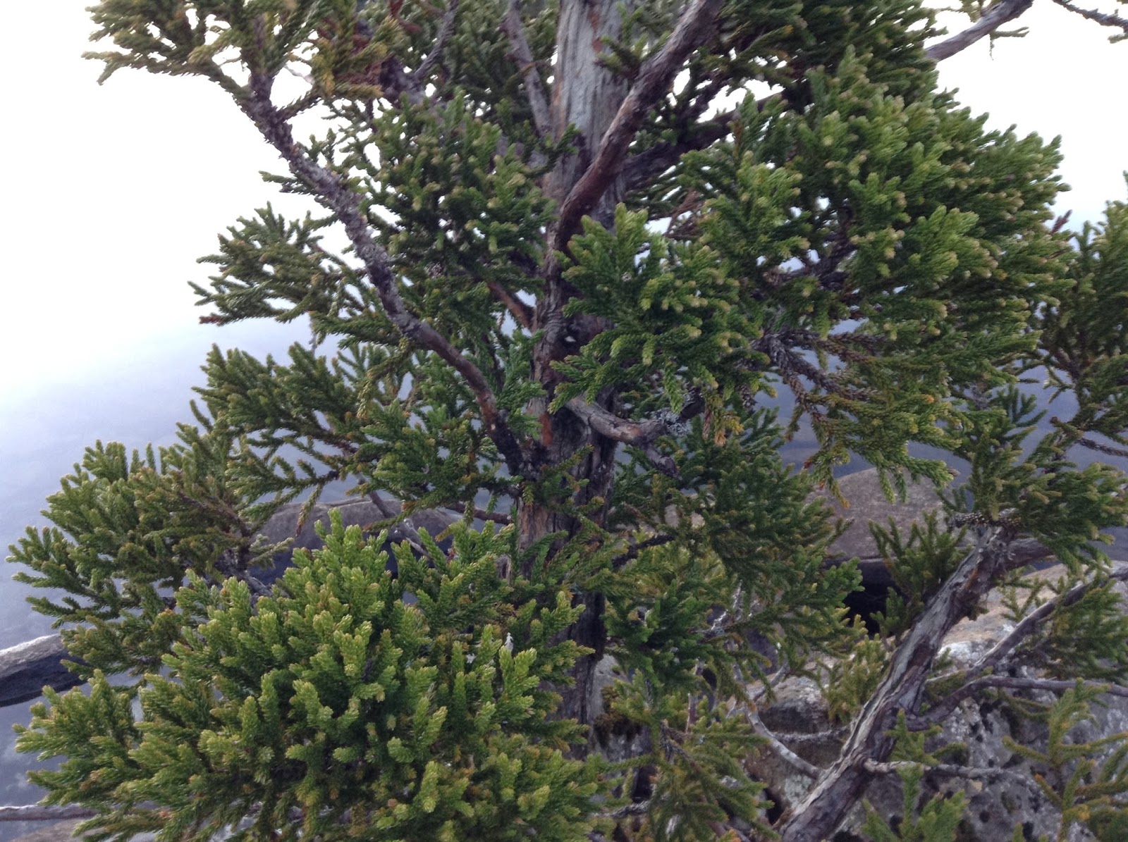Tasmanian Wilderness: Pencil Pine & King Billy Pine