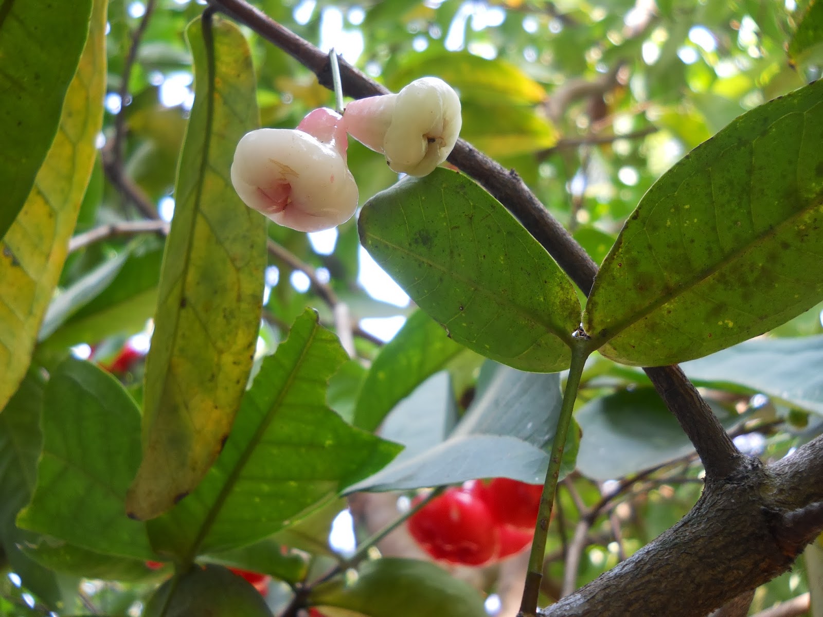 VIBGYOR: BELL FRUIT WHICH GREW IN MY BEAUTIFUL VILLAGE CHETTIKULAM