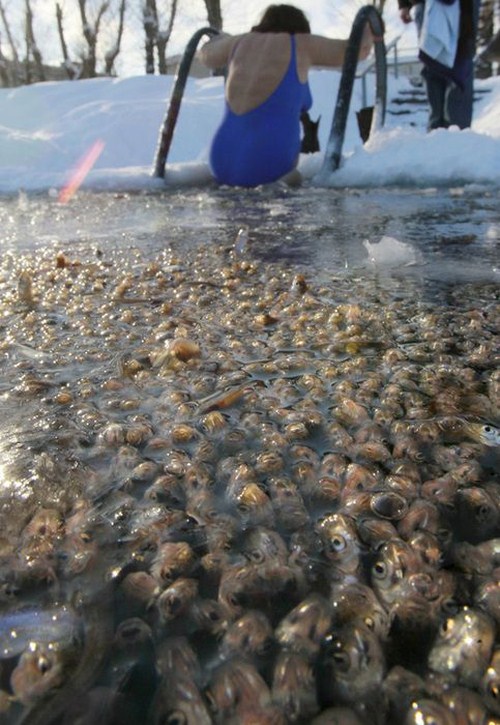 Welcome to FunnyDust: Fish suffocating in ponds (10 Pics)