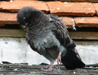 My Doves: Lucky and Charm's eggs....... and some poorly pigeons.