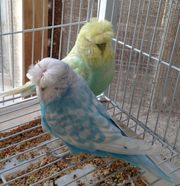 Most famous and beautiful japanese crested budgerigar parrots