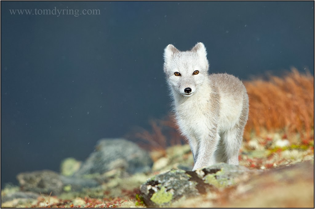 TOM DYRING WILDPHOTO / NN: FJELLREV / ARCTIC FOX