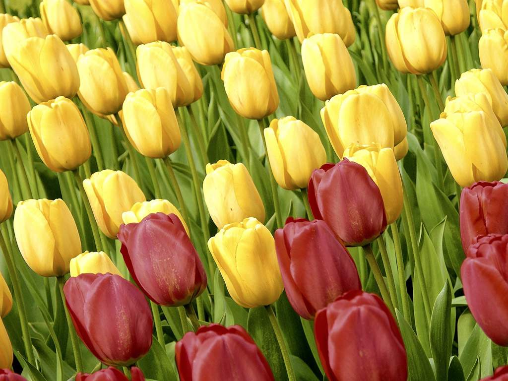 Tulip History and Popular Varieties | Garden How
