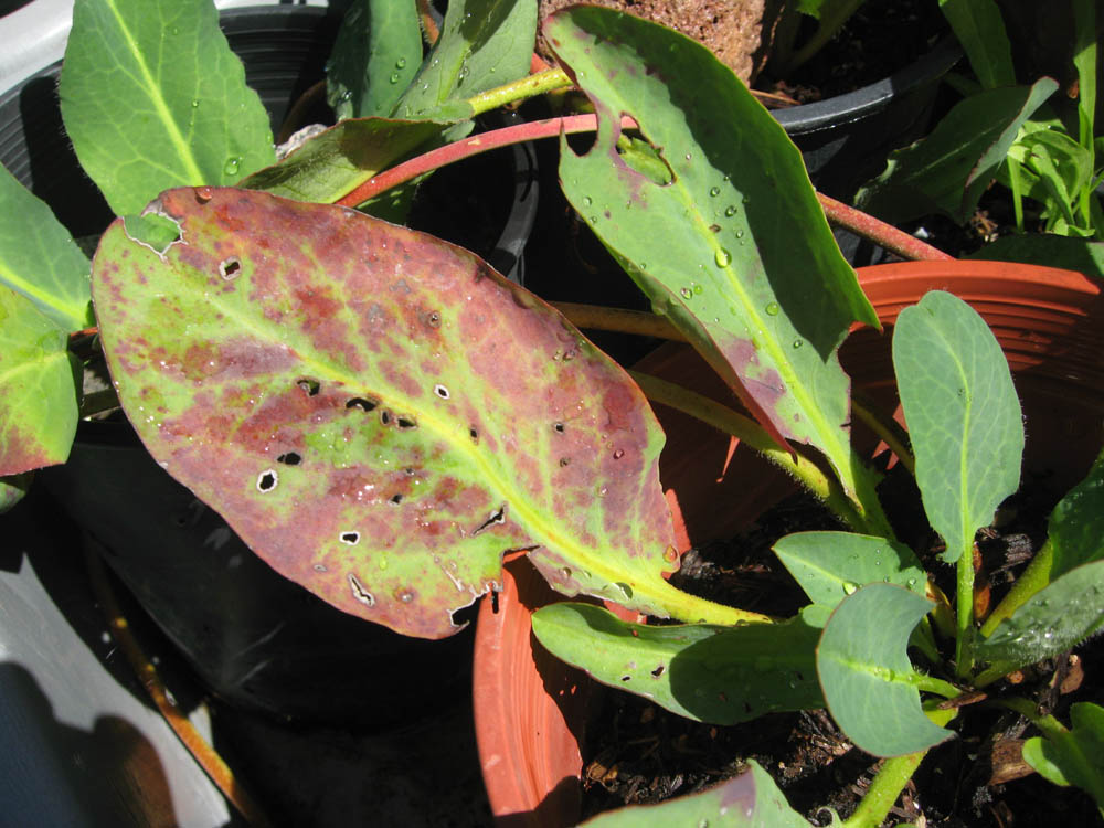 Mother Nature's Backyard - A Water-wise Garden: Plant of the Month ...