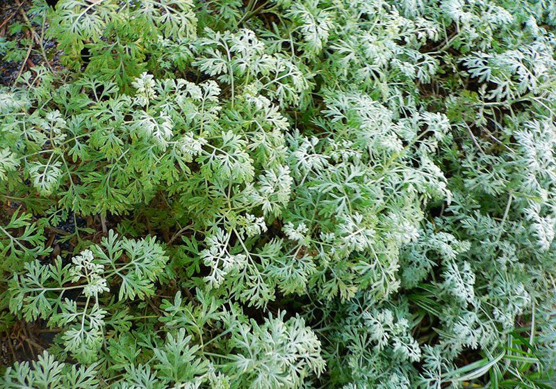 Blogul lui Vladut: Pelinul în tratamentele naturiste