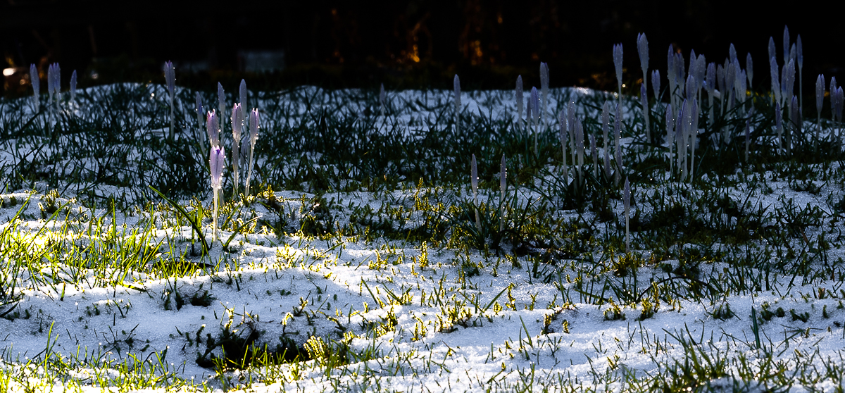 Kreider's Korner Photographs: February Flowers in Vancouver