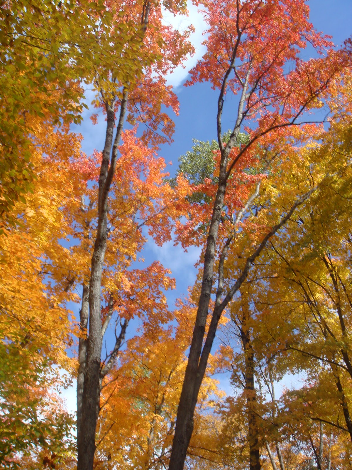 The Unofficial Guide to Mont Tremblant: Fall Colours