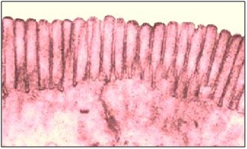 Blog de Biologia: Citologia II