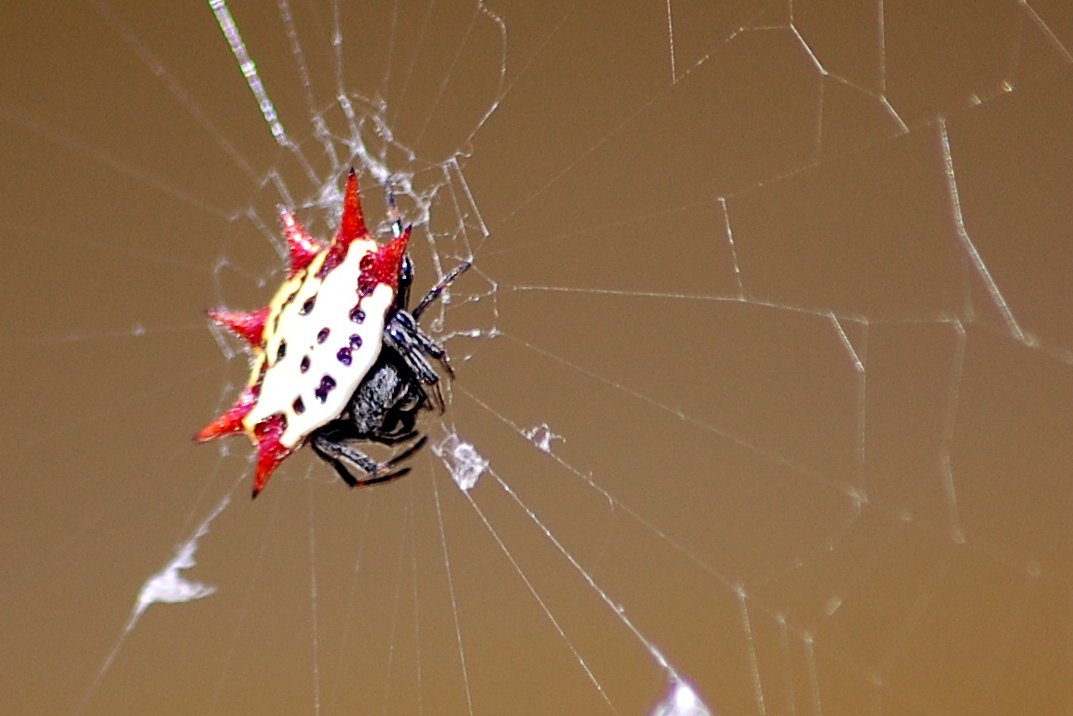 Field Notes and Photos: Spiney Orb Weaver Spider