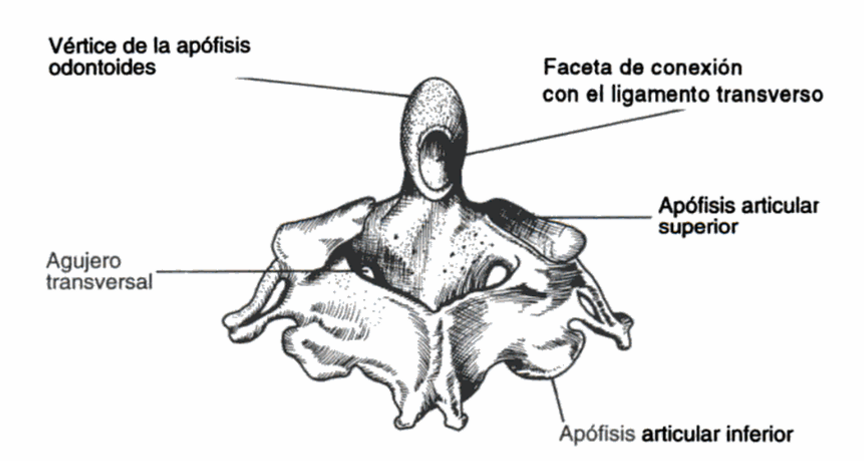 Columna Vertebral: REGIÓN CERVICAL