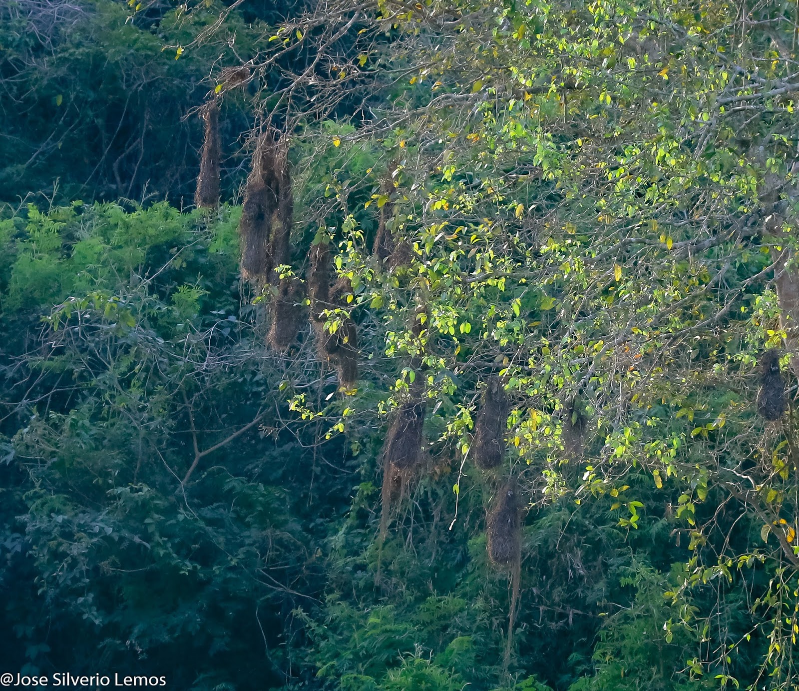 JORNAL DAS AVES e Peixes !: CONHECENDO NOSSAS AVES: O XÉXEU