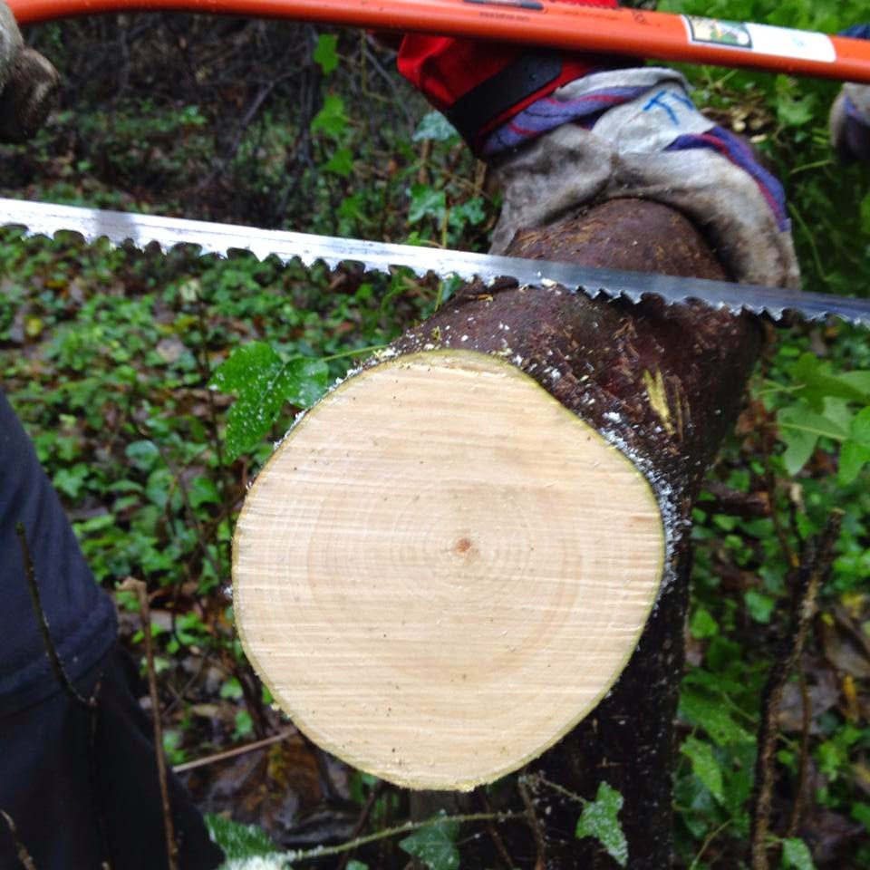 Adventure Environments: A Sycamore Tree Cross-Section Explained.........