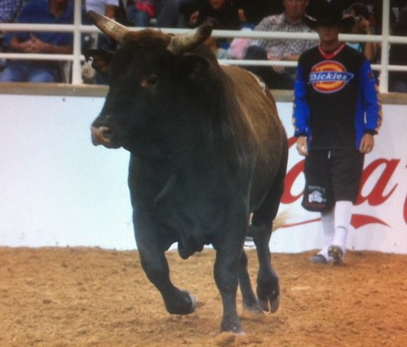 Rank: Bull Riding News: Breeder Profile: Bloyd Bucking Bulls