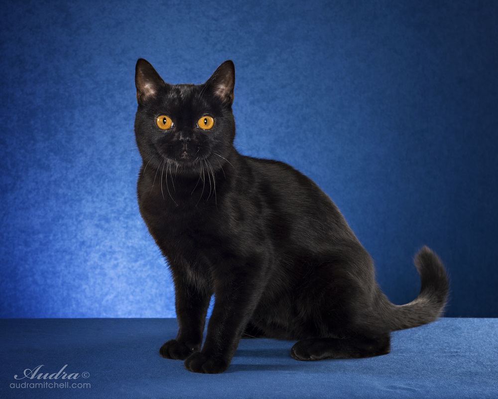 Ini Foto Kucing Bombay, Si Hitam Manis | Foto Kucing Terbaru