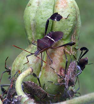 GARDEN LADY: Leaffooted Bugs: Bugs all over my Yucca Plant