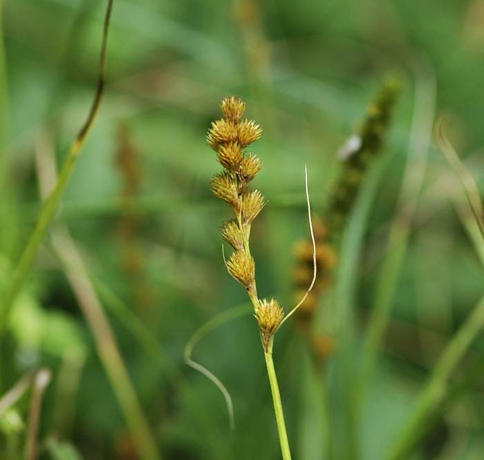 Field Biology in Southeastern Ohio: Carex Sedges part 2-star, spiny ...