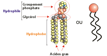 Biochimie : structure des glucides et lipides - PCEM1 ~ COURS de la ...