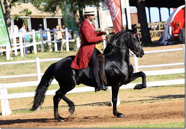 SA VLAAMPERD: SKOU FOTO'S - SHOW PHOTO'S