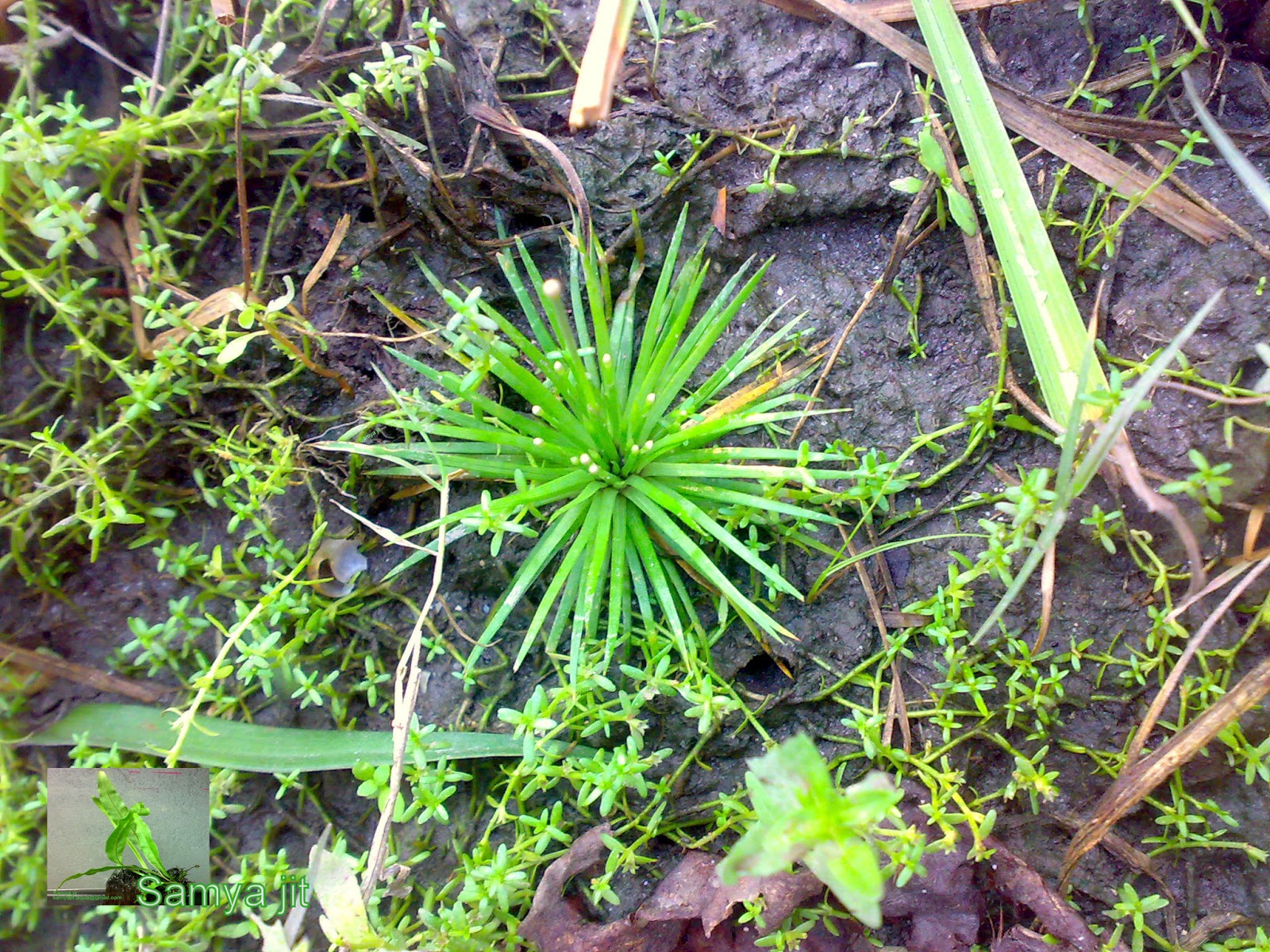 NATIVE AQUATIC: Eriocaulon sp(WB)