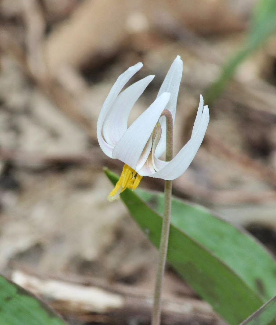 Pauline Persing Art, Writing,& Natural History: White Trout Lily ...