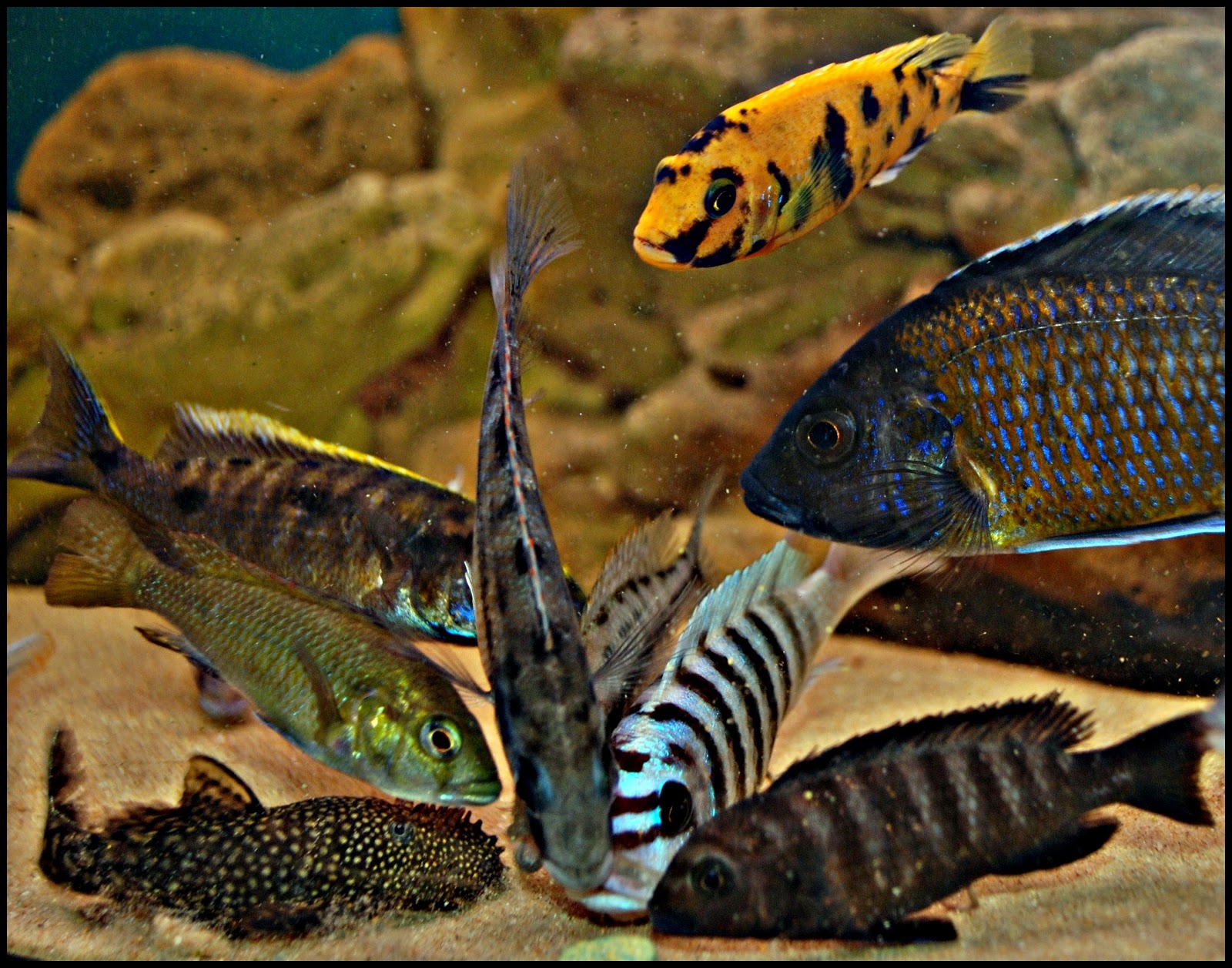 EL BLOG DE MIGUEL JUAN: PECES: CICLIDOS AFRICANOS